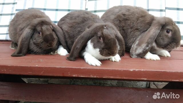 Кролики Французский баран Гавана 3-4 месяцев