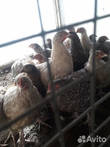 Петушки молодые