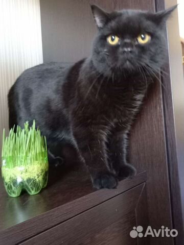 Шотландский кот вязка