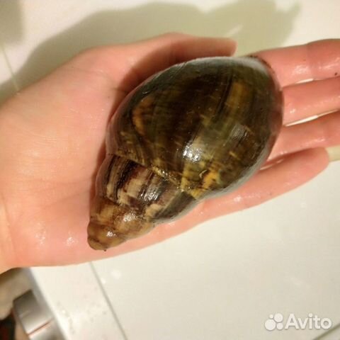 Архахатина бенин вентрикоза