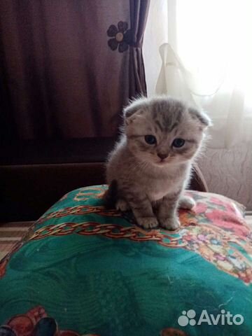 Котики-обормотики