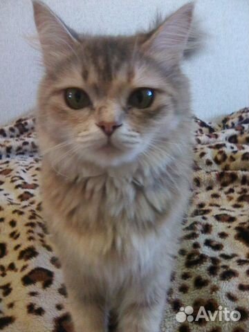 Отдам Британочку в добрые руки