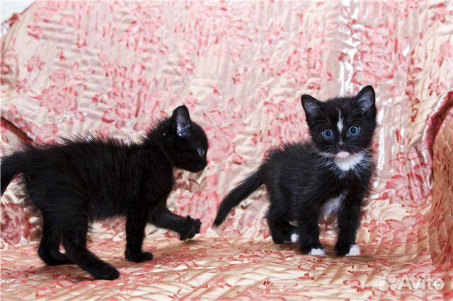 Крошечные котята чернички