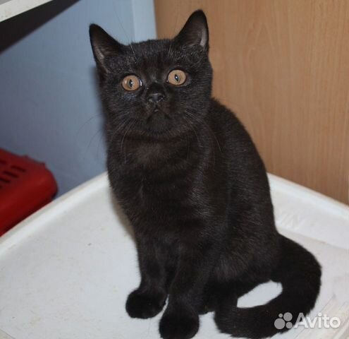 Британский котик 3 мес