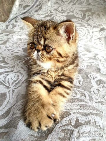 Экзотический короткошерстный кот