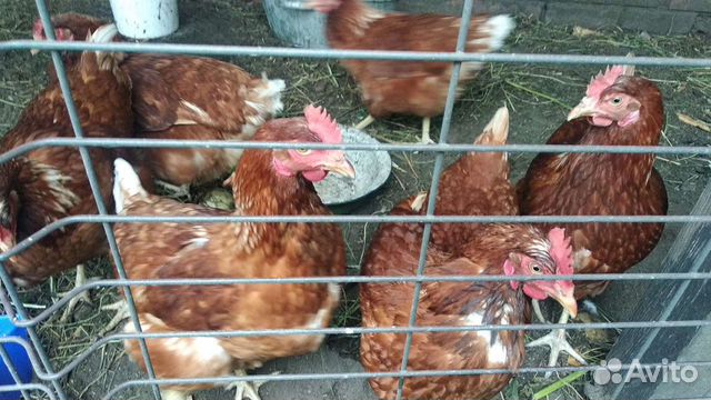 Куры несушки продам