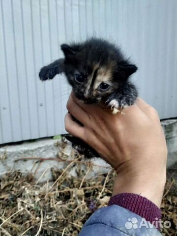 Кошки котенок в добрые руки бесплатно