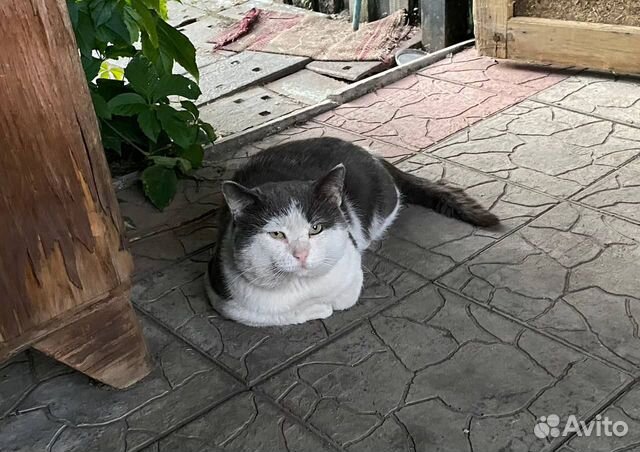 Отдам бесплатно кота