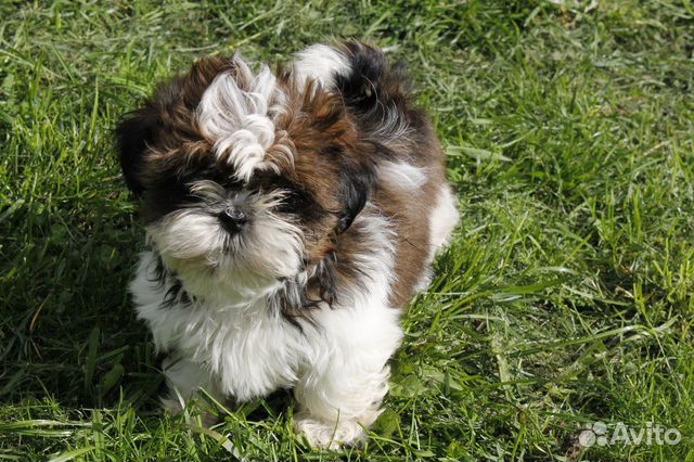 Шитцу мини