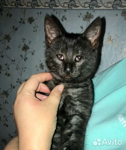 Незрячая девочка Селина ищет самых ответственных х
