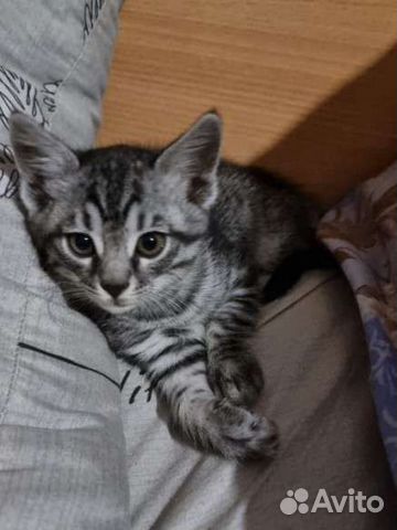 Бенгальская кошка бесплатно