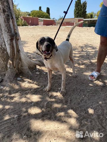 Ищет дом метис гончей