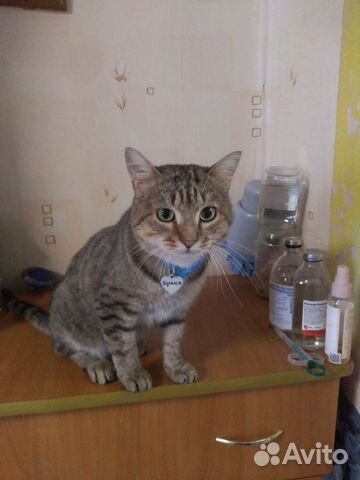 Ласкуша котенька муррчалочка полосатик