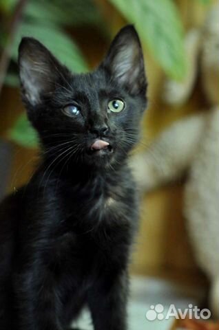 Кошка в дар