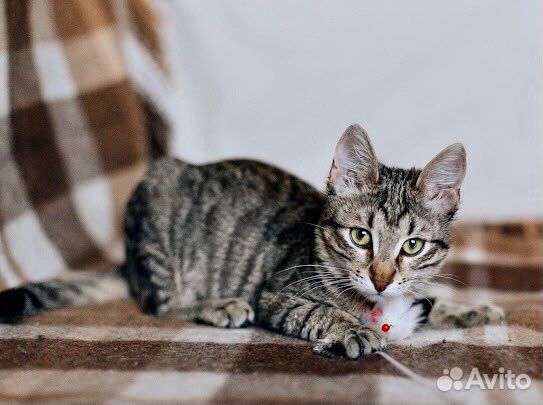 Необыкновенно яркий мальчик Веник ищет дом