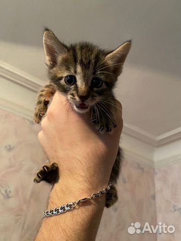 Котята, мальчик и девочка, в доьрые любящие руки