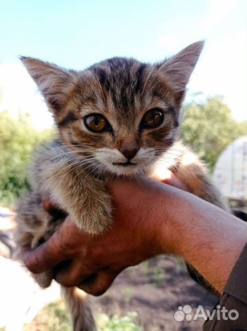 Котята в добрые руки бесплатно