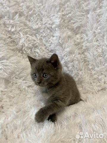 Шотландские прямоухие котята