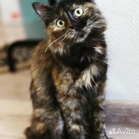 Котенок, ласковая котомалышка черепахового окраса