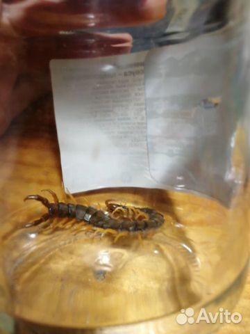 Продажа экзотических животных