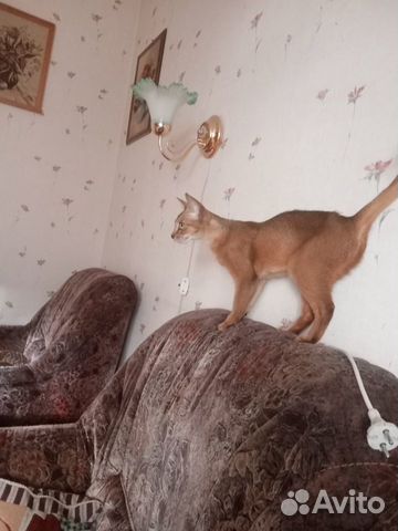 Абиссинка Берта