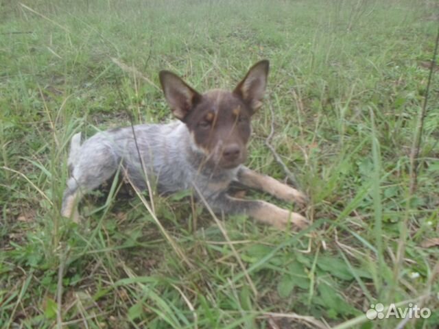 Щенки Хилера