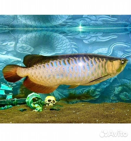 Арована Red Tail золотая