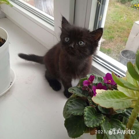 Чёрная молния