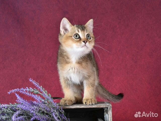 Манчкин на длинных лапках