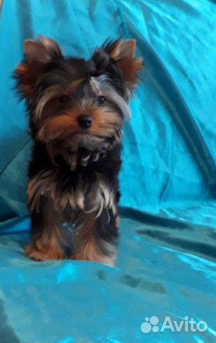 Мальчик мелкий стандарт