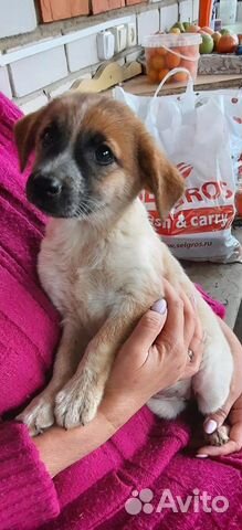 Щеночек в добрые руки