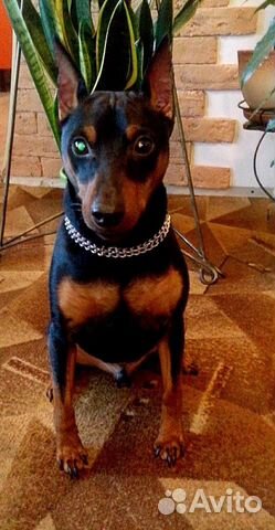 Цвергпинчер в дар