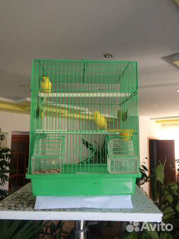 Кеноры-канарейки