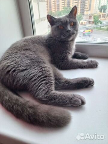 Кошка для вязки