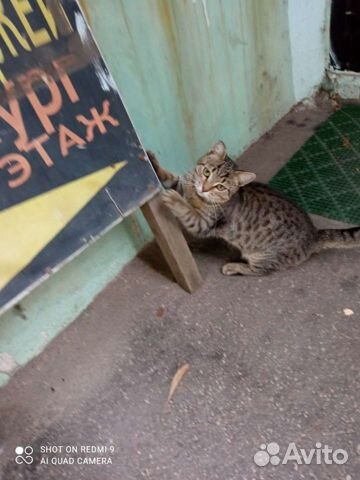 Котик ищет дом
