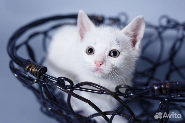 Маленький Лексус в добрые руки