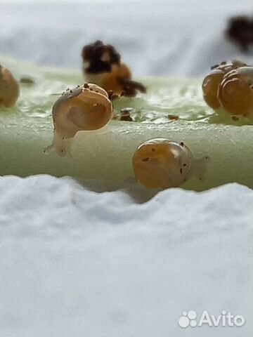 Улитки ахатины