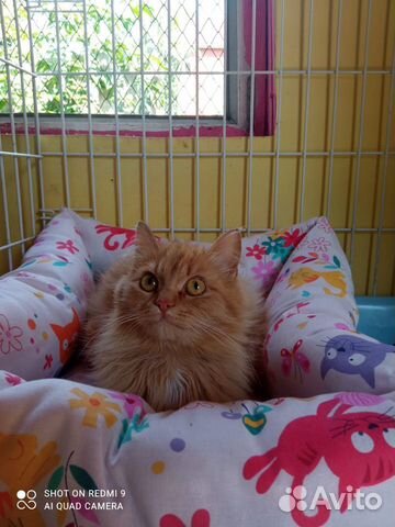 Кошка Хурма в добрые руки