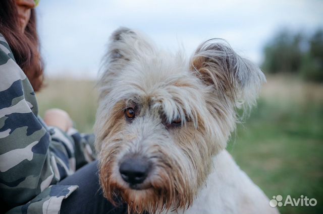 Красотка Хлоя. Метис бриара в хорошие руки