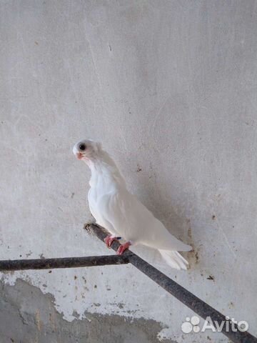 Голуби Орловский Турман
