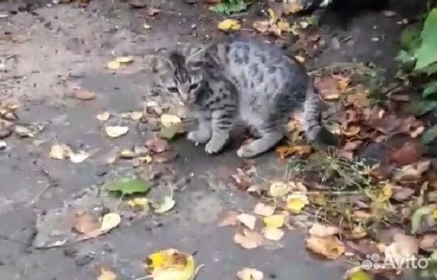 Найдены котята в заброшенном доме