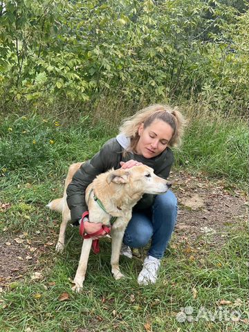 Добрый ласковый ласковый пес ищет семью