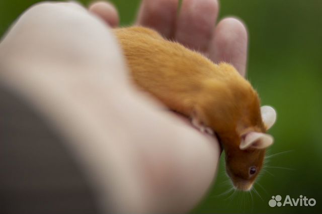 Мышка рыжая