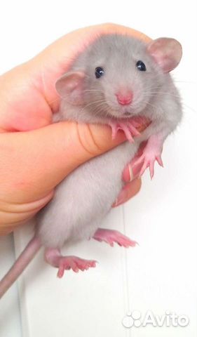 Крысята дамбо мальчики от rat love13.85