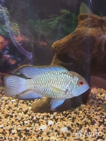 Рыба нанакара блю неон