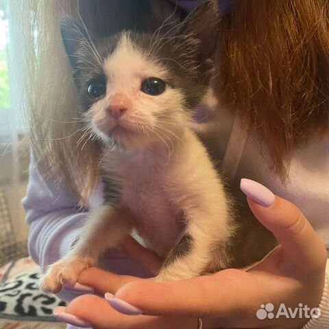 Замурррчательный котенок
