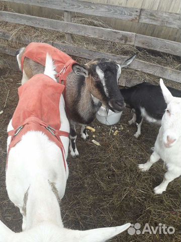 Продам высокоудойных коз