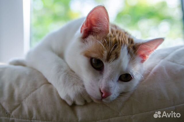 Котик