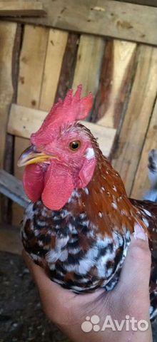 Петухи ситцевый бентамка, голошейные, Ухейилюйи и