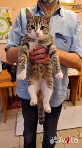 Котенок